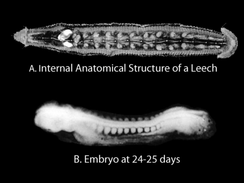 THE QURAN AND SCIENCE – One reason